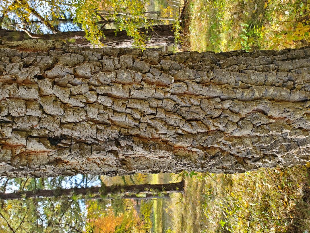 Common Persimmon | CMP Tree Selection Tool